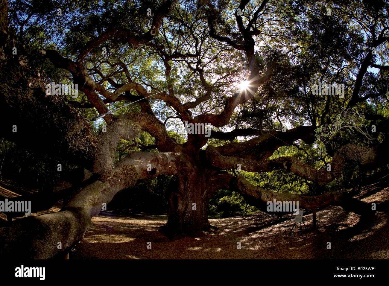 An ancient live oak in South Carolina Stock Photo - Alamy