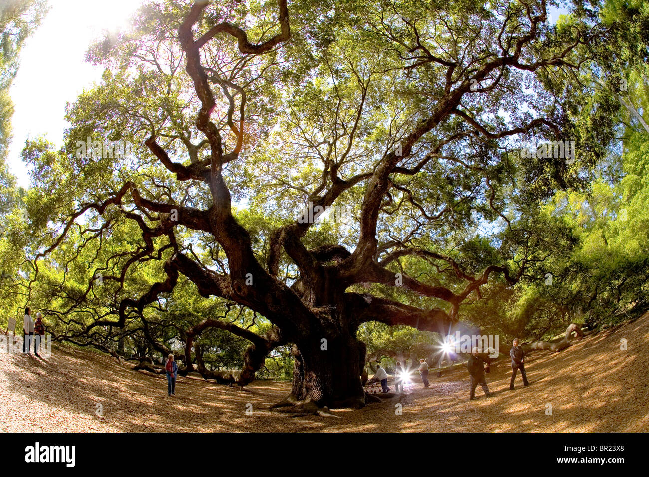 An ancient live oak in South Carolina Stock Photo - Alamy