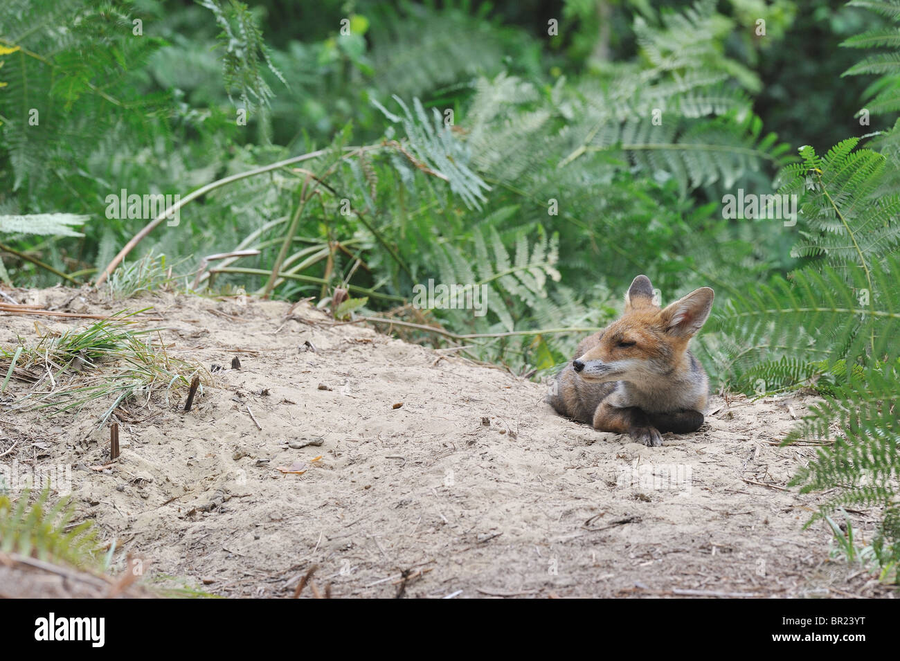 Red fox lying on ground hi-res stock photography and images - Alamy