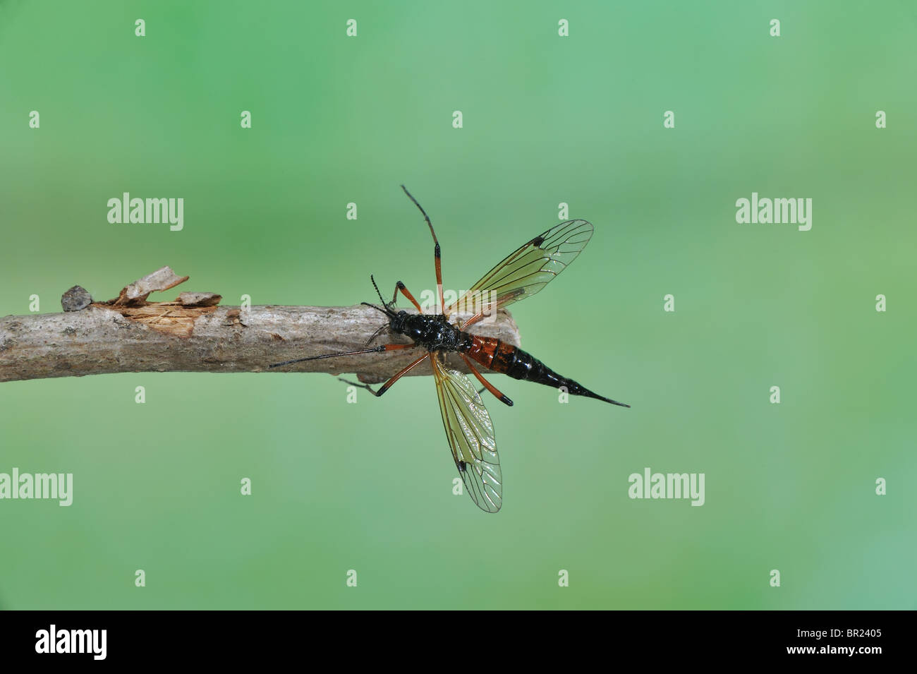Cranefly (Tanyptera (Tanyptera) nigricornis - Ctenophora nigricornis ...