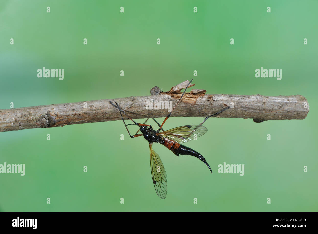 Cranefly (Tanyptera (Tanyptera) nigricornis - Ctenophora nigricornis ...