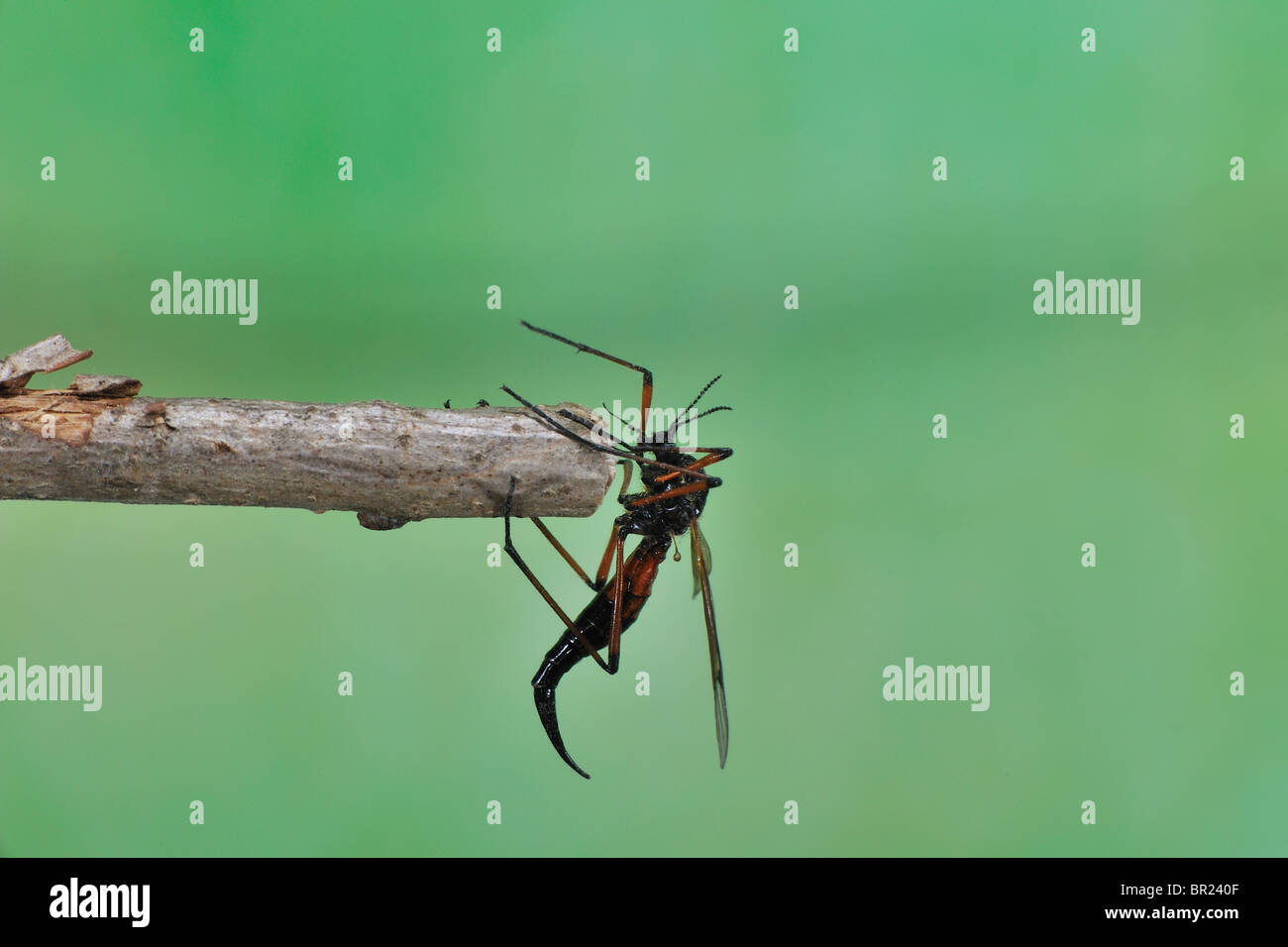 Cranefly (Tanyptera (Tanyptera) nigricornis - Ctenophora nigricornis ...