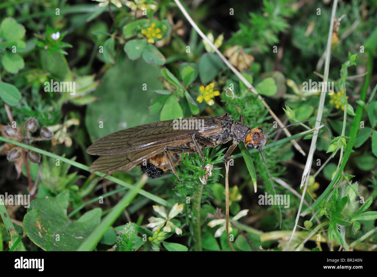 Stonefly (Perla marginata) - female carrying her eggs in a meadow close ...