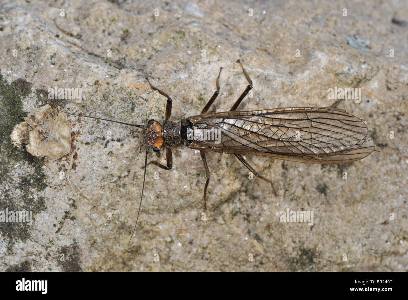 Stonefly (Perla marginata) - female on a rock near a river - Cevennes ...