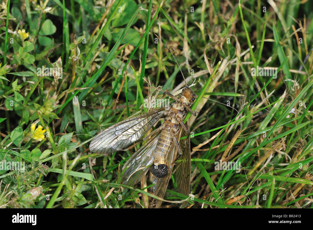 Stonefly (Perla marginata) - female carrying her eggs in a meadow close ...