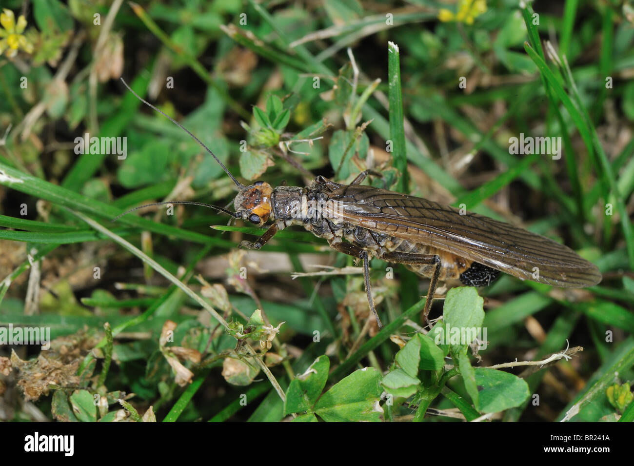 Stonefly (Perla marginata) - female carrying her eggs in a meadow close ...