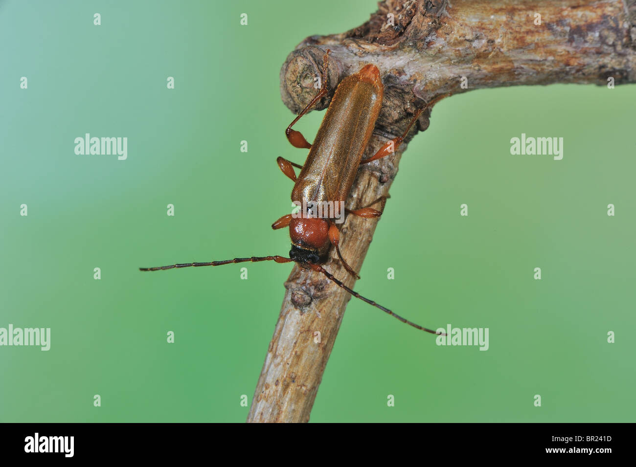 Wood borer hi-res stock photography and images - Alamy