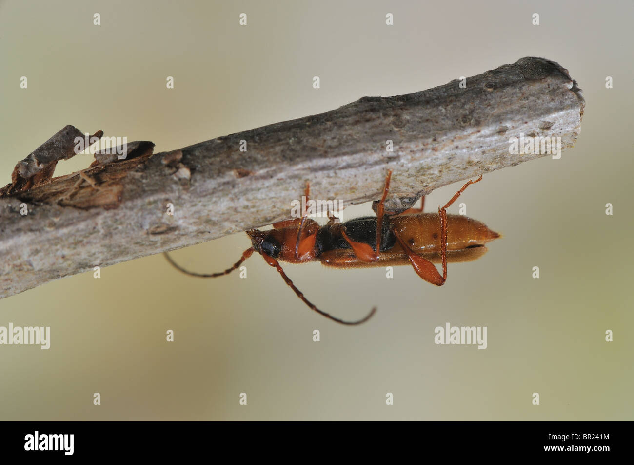 Tanbark Borer - Violet Tanbark Beetle (Phymatodes testaceus) - brown ...