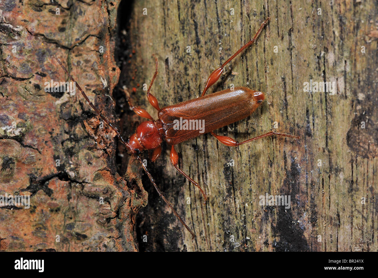 Tanbark Borer - Violet Tanbark Beetle (Phymatodes testaceus) - brown ...