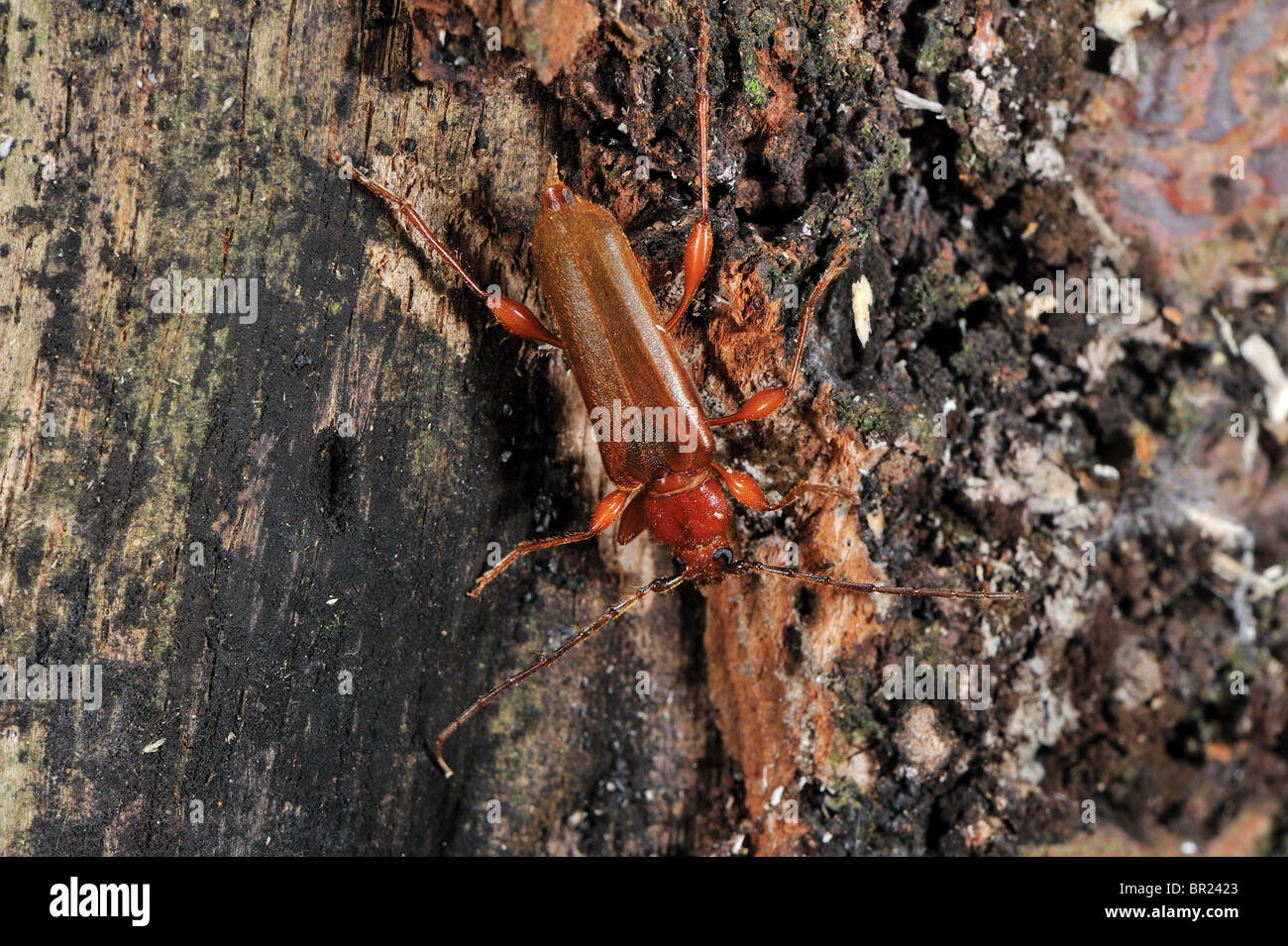 Borer beetle hi-res stock photography and images - Alamy