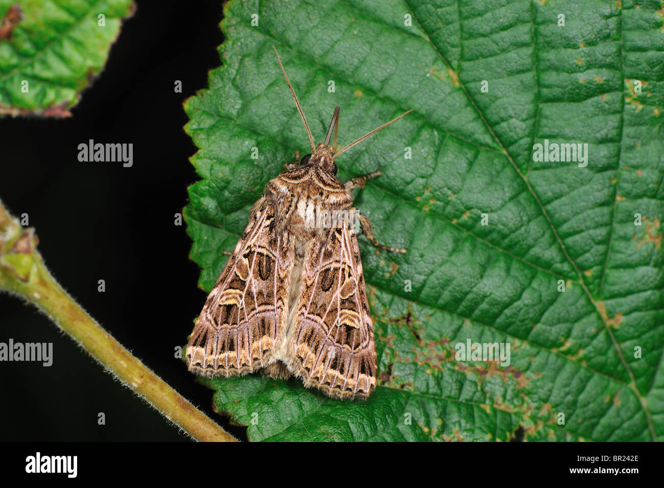 Bordered gothic moth hi-res stock photography and images - Alamy
