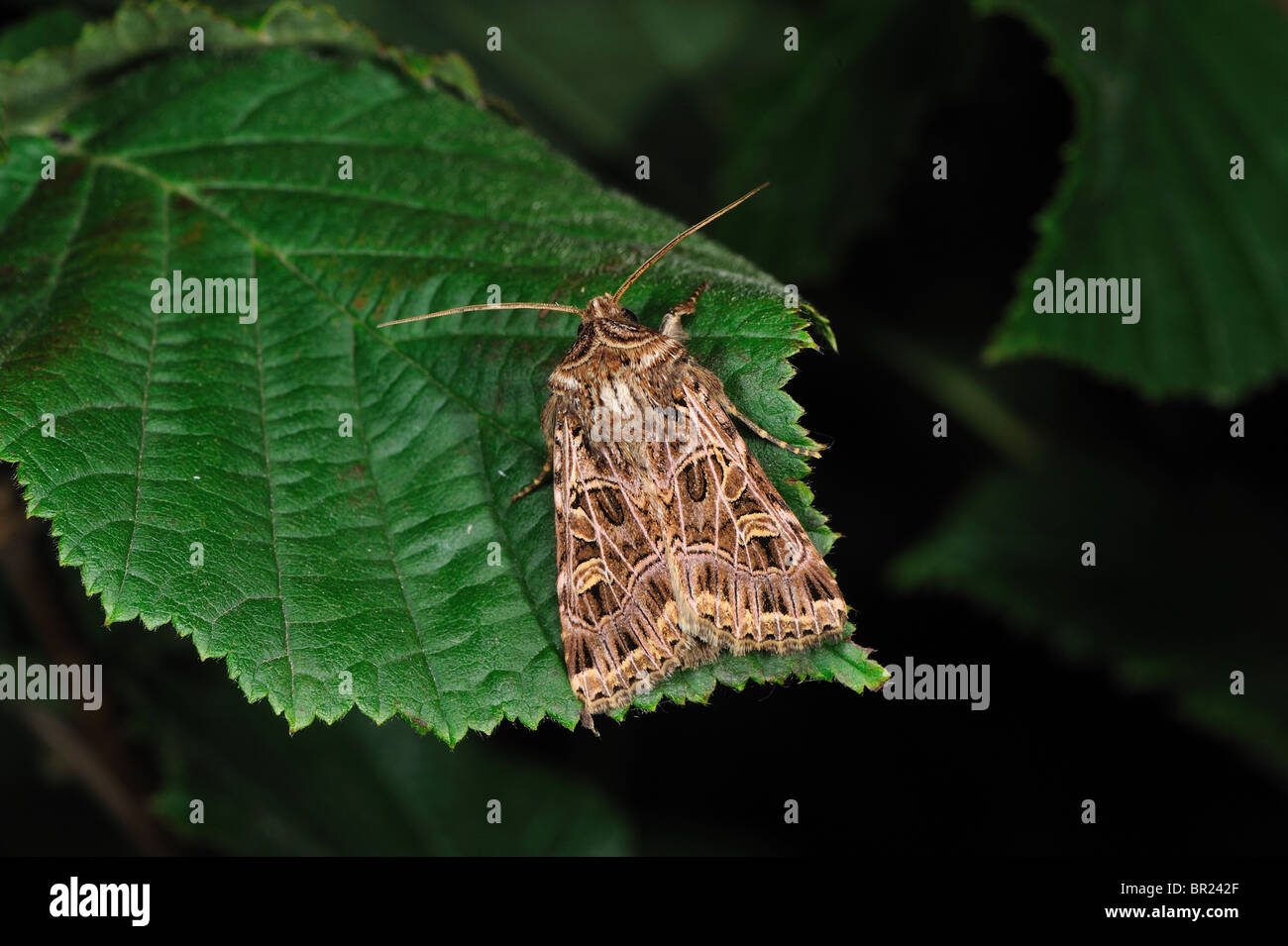 Bordered gothic moth (Sideridis reticulata - Heliophobus reticulata) on ...