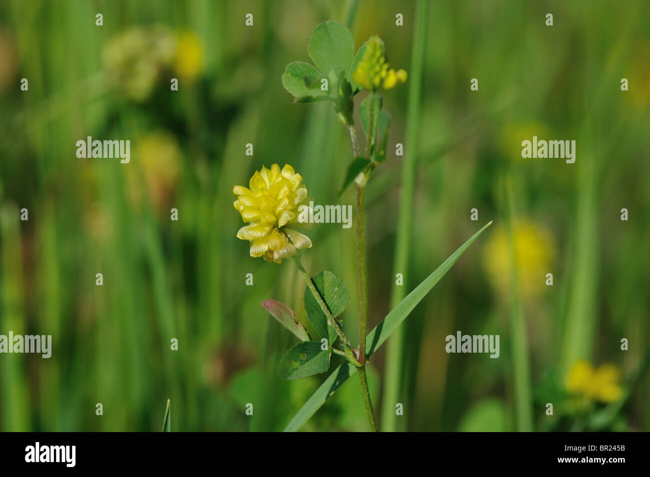 Field clover - Hop Trefoil - Low Hop Clover - Yellow clover (Trifolium ...