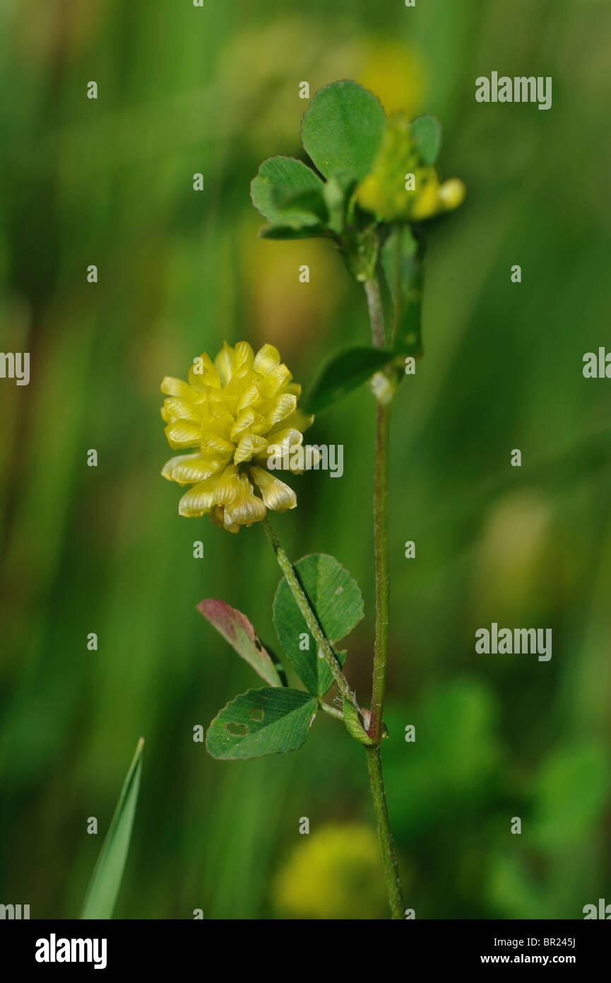 Field clover - Hop Trefoil - Low Hop Clover - Yellow clover (Trifolium ...