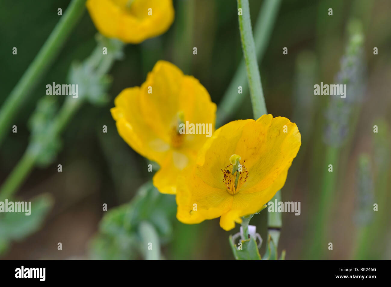 Yellow horned poppy - Yellow hornpoppy (Glaucium flavum) growing on ...