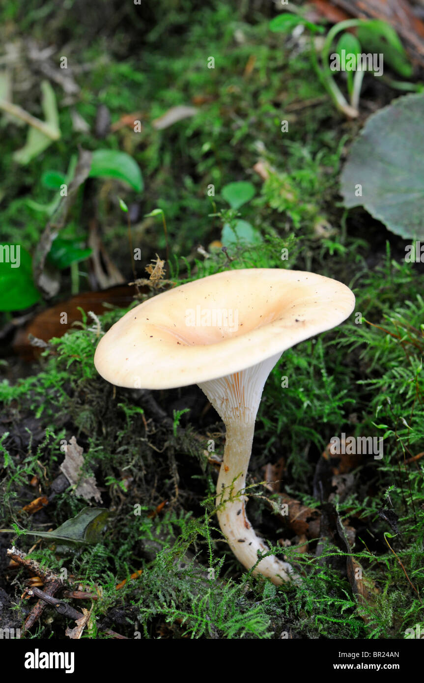 Funnel cap mushroom hi-res stock photography and images - Alamy