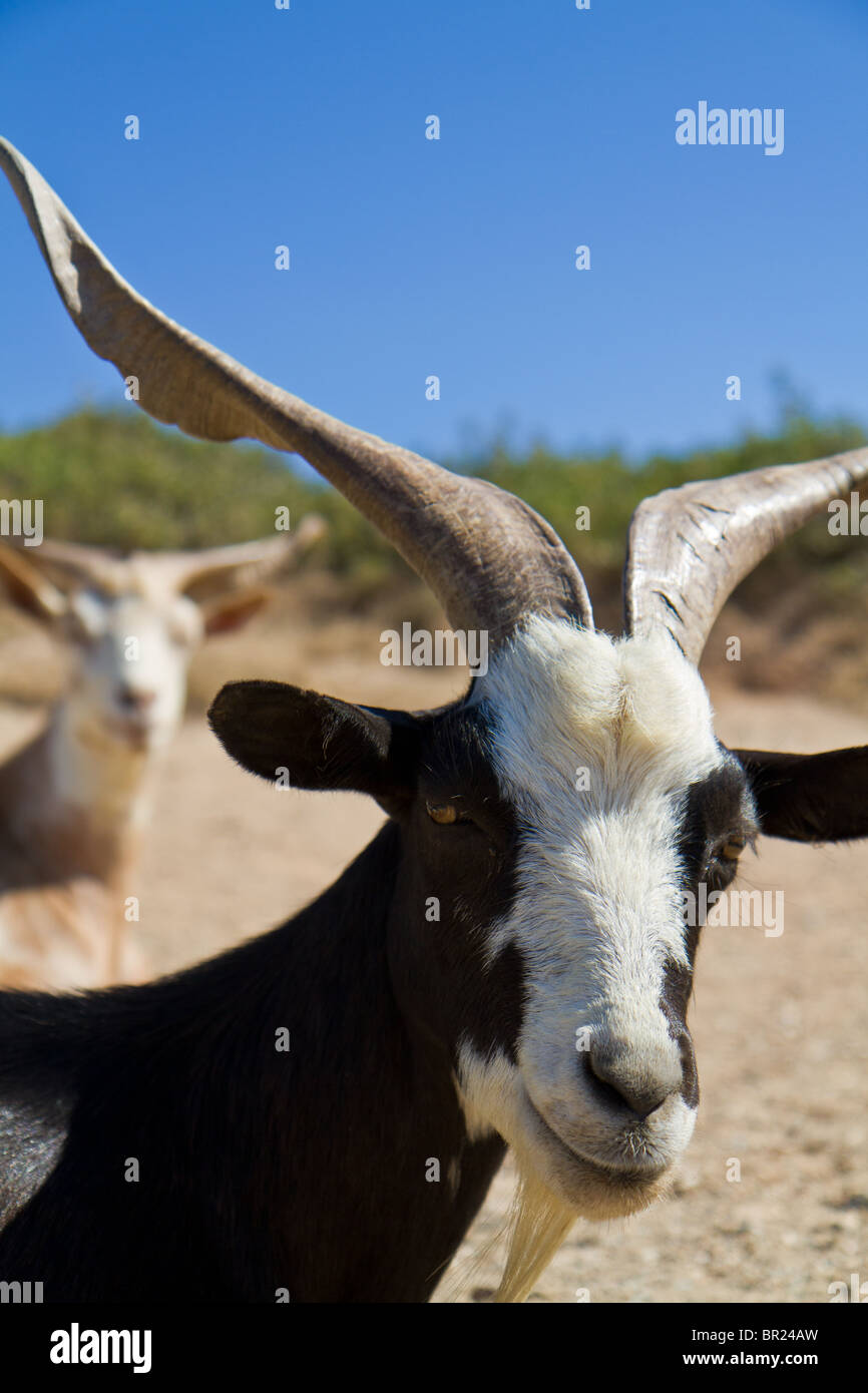 A smiling goat Stock Photo - Alamy