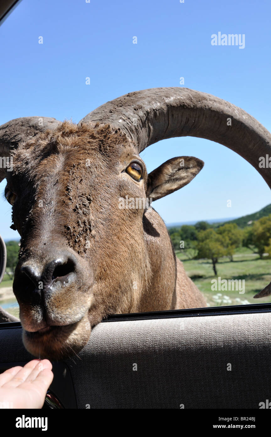 Aoudad being fed when sticking its head inside the car on safari, Texas ...