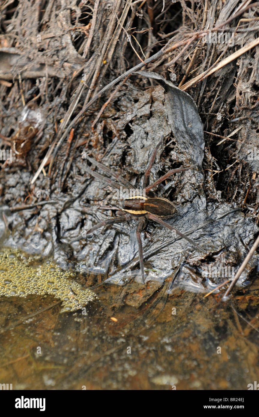 Bog raft spider hi-res stock photography and images - Alamy
