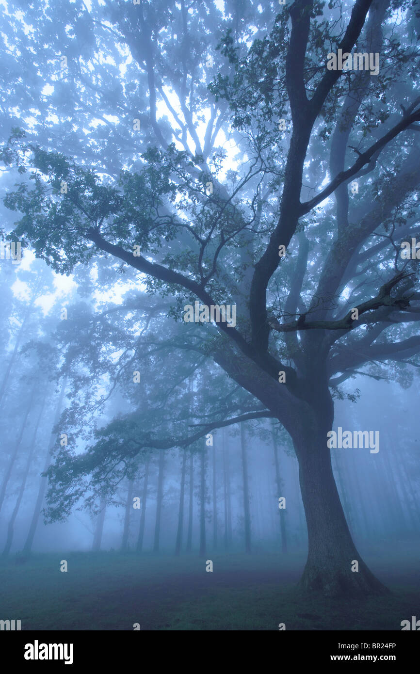 Tree in the Mist Stock Photo - Alamy