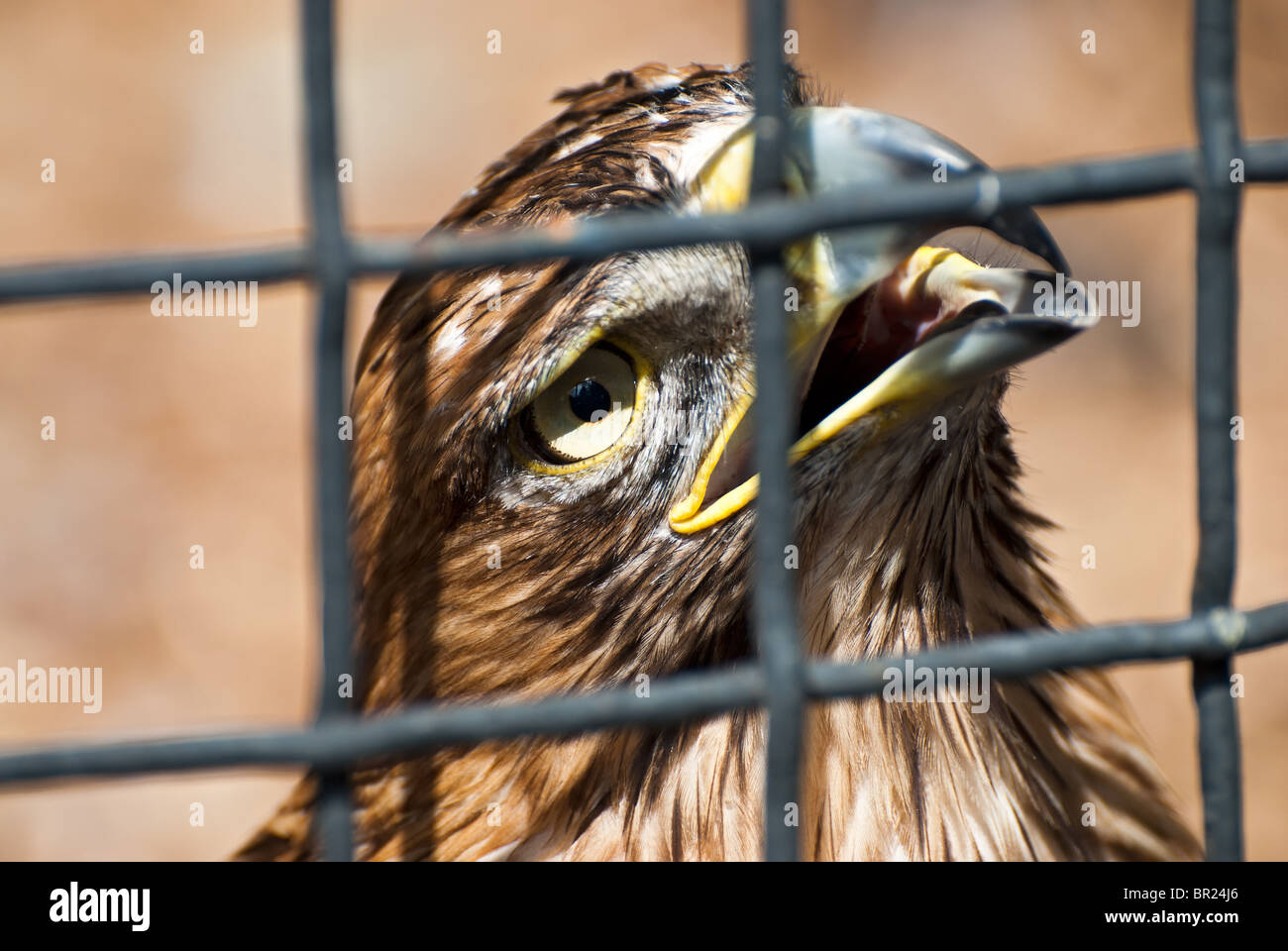 Prisoner animal hi-res stock photography and images - Alamy