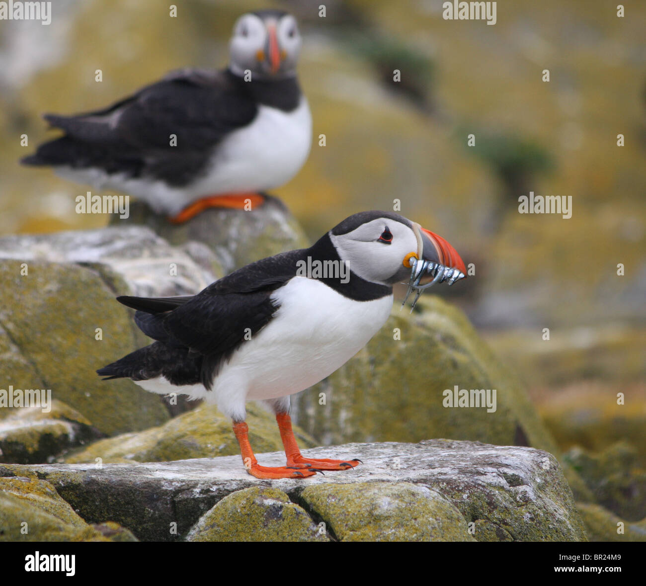 Two eels in beak hi-res stock photography and images - Alamy