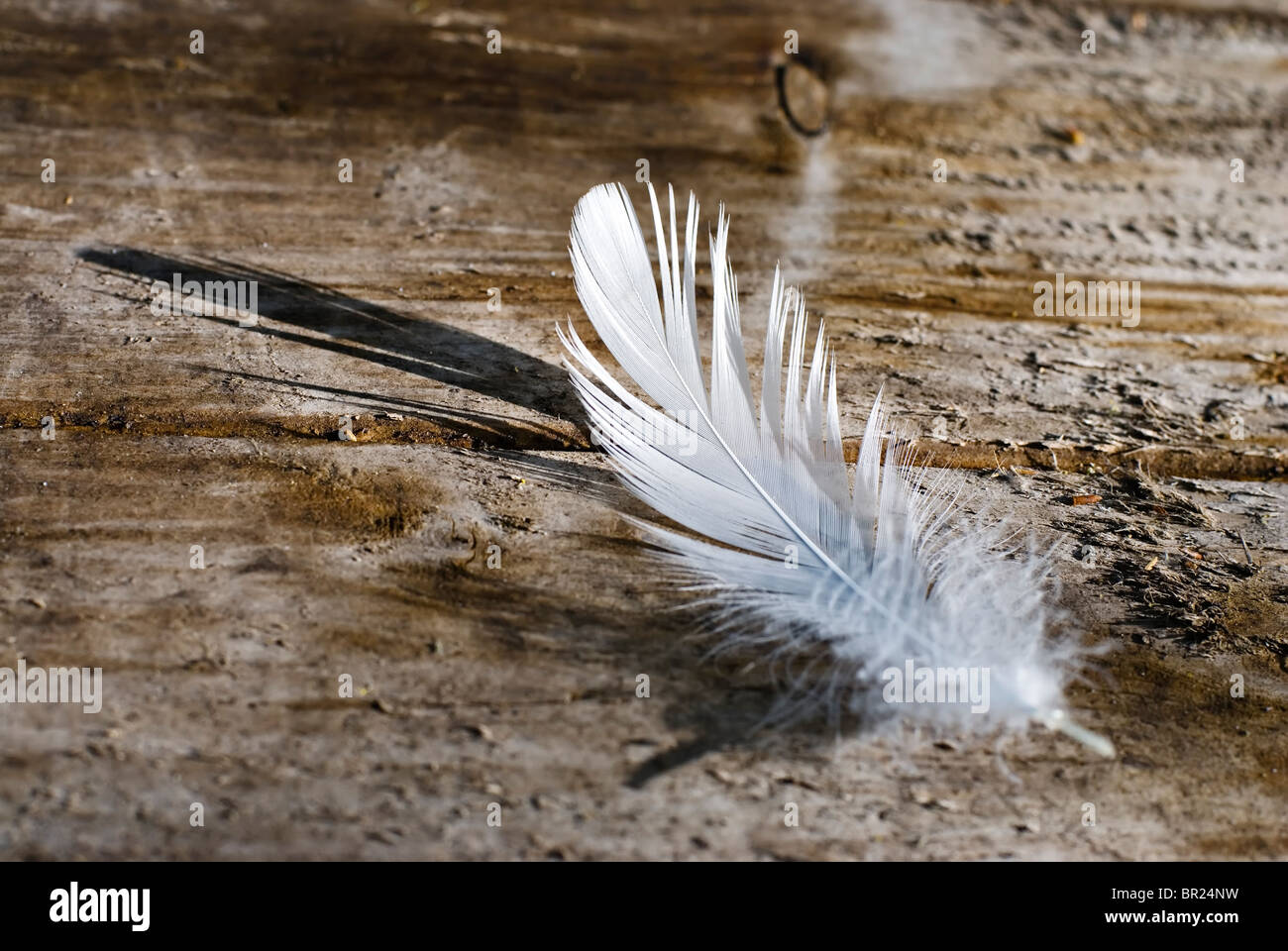 white swan feather at wooden surface with shadow Stock Photo - Alamy