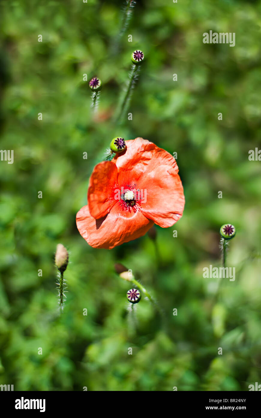 Wild poppies growing in field Stock Photo - Alamy