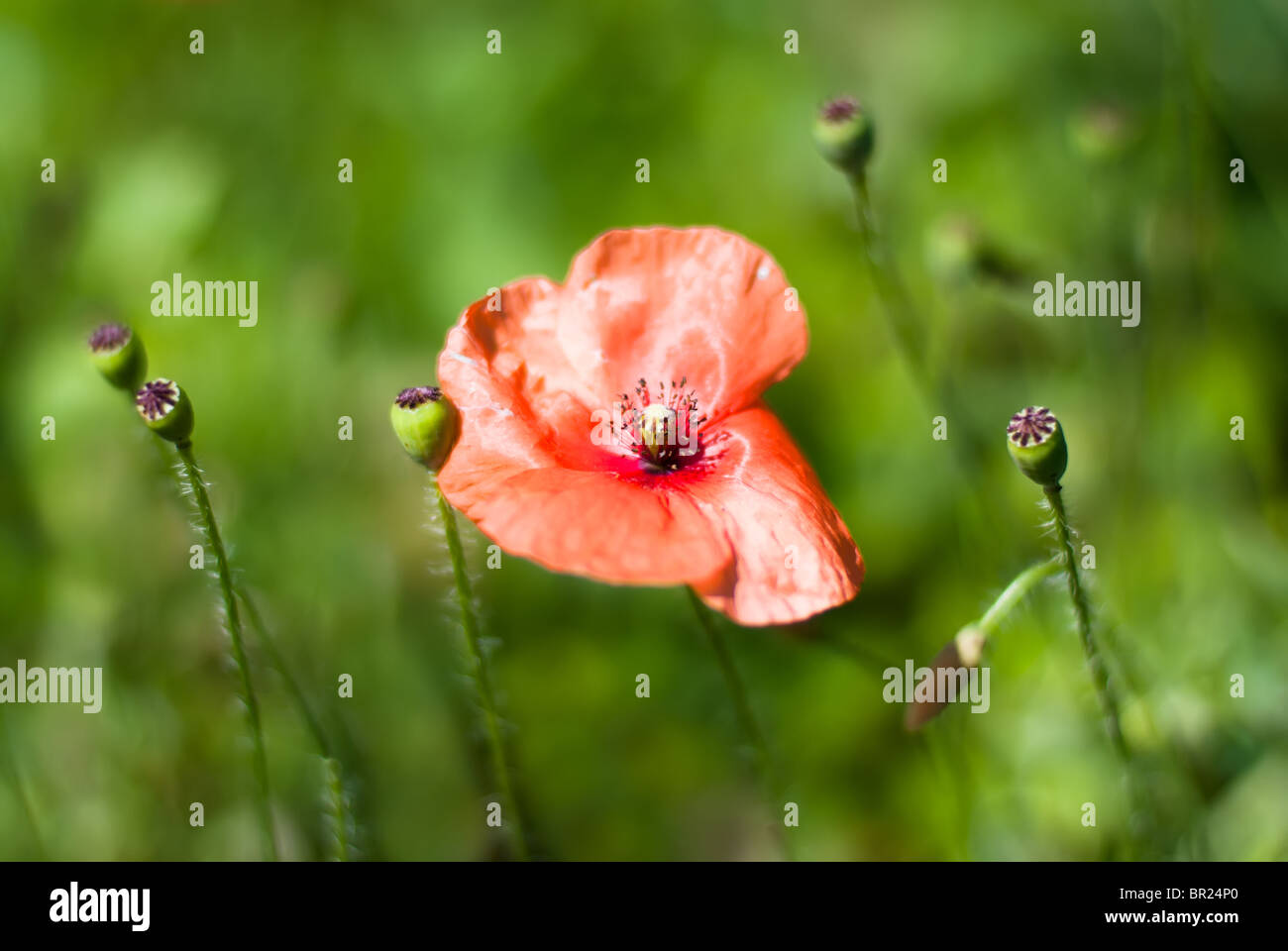Wild poppies growing in field Stock Photo - Alamy