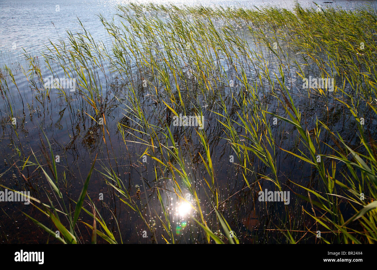 Loch reeds hi-res stock photography and images - Alamy