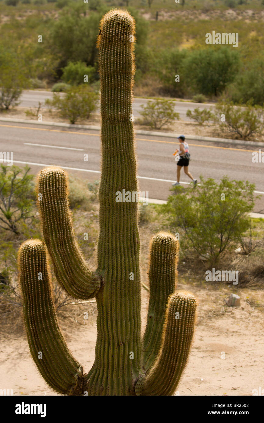 A cactus with a runner in the background during a marathon in Surprise ...