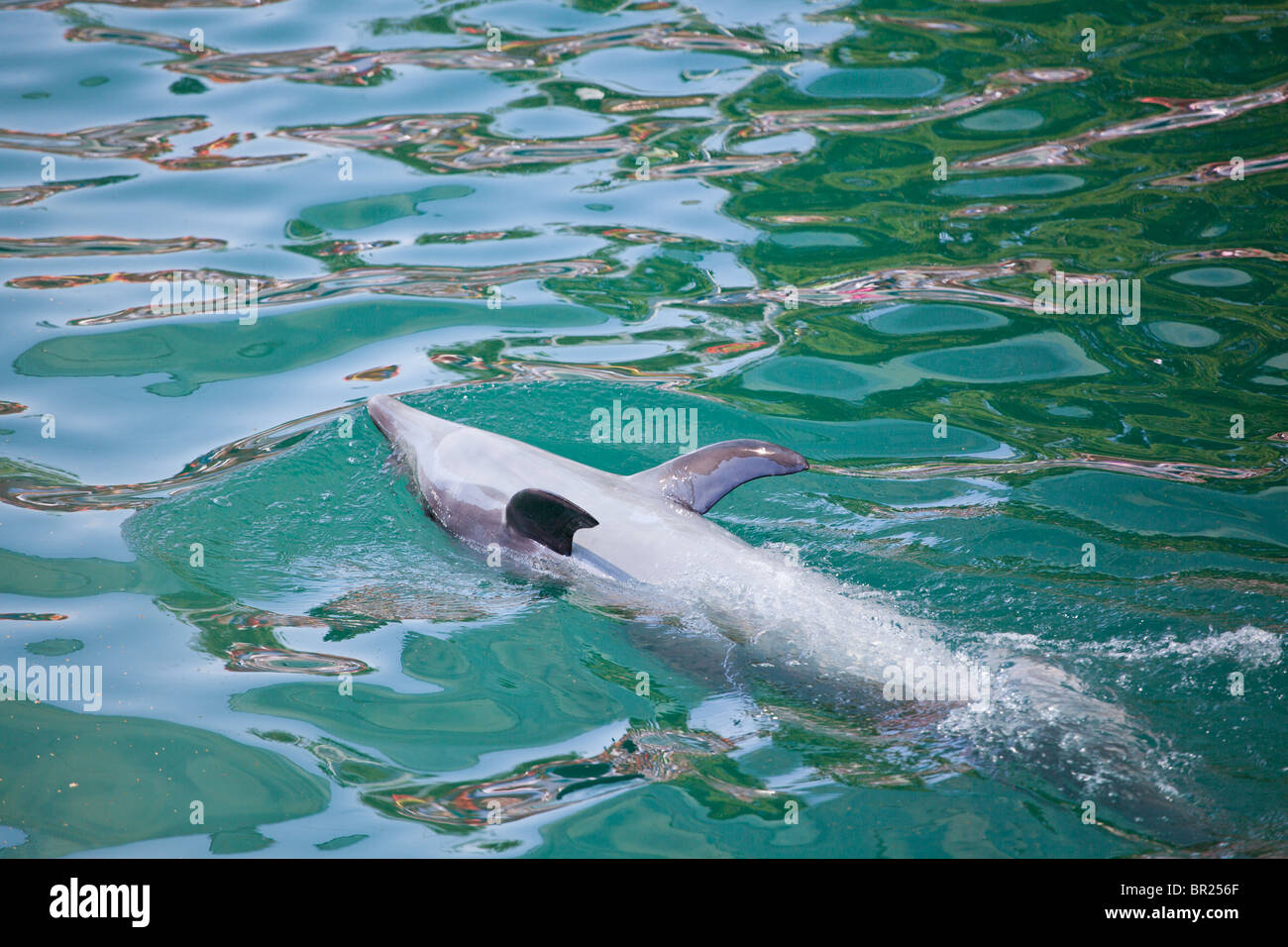 Dolphin tank hi-res stock photography and images - Alamy