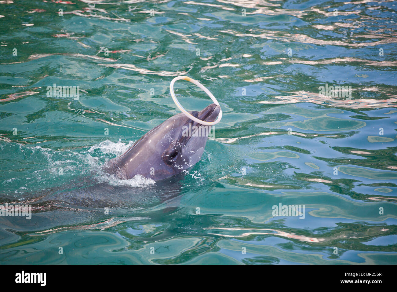 Dolphin tricks hi-res stock photography and images - Alamy