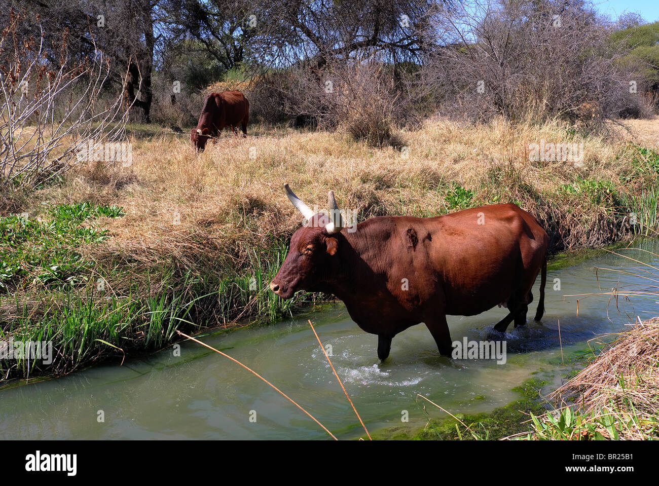 Mochudi hi-res stock photography and images - Alamy