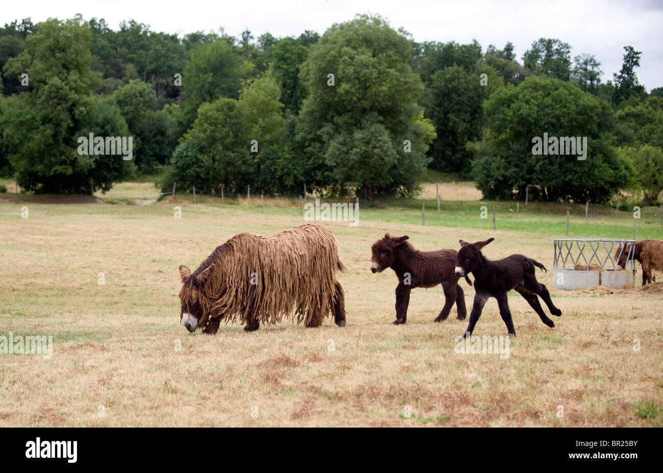 Le Baudet donkeys in donkey sanctuary at the Charente France Stock ...