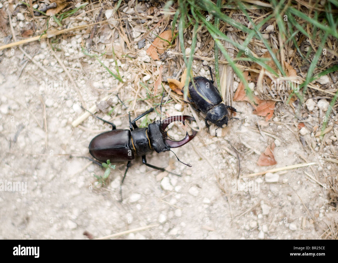 Second beetle hi-res stock photography and images - Alamy