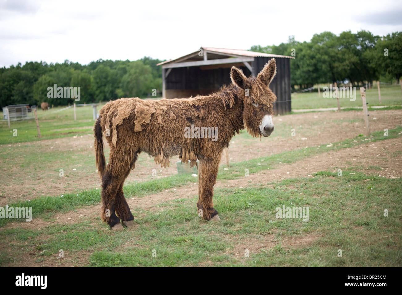 Bob marley donkey hi-res stock photography and images - Alamy