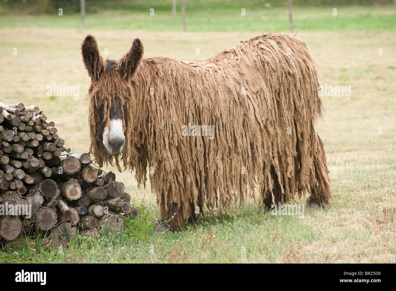 Le Baudet donkeys in donkey sanctuary at the Charente France Stock ...