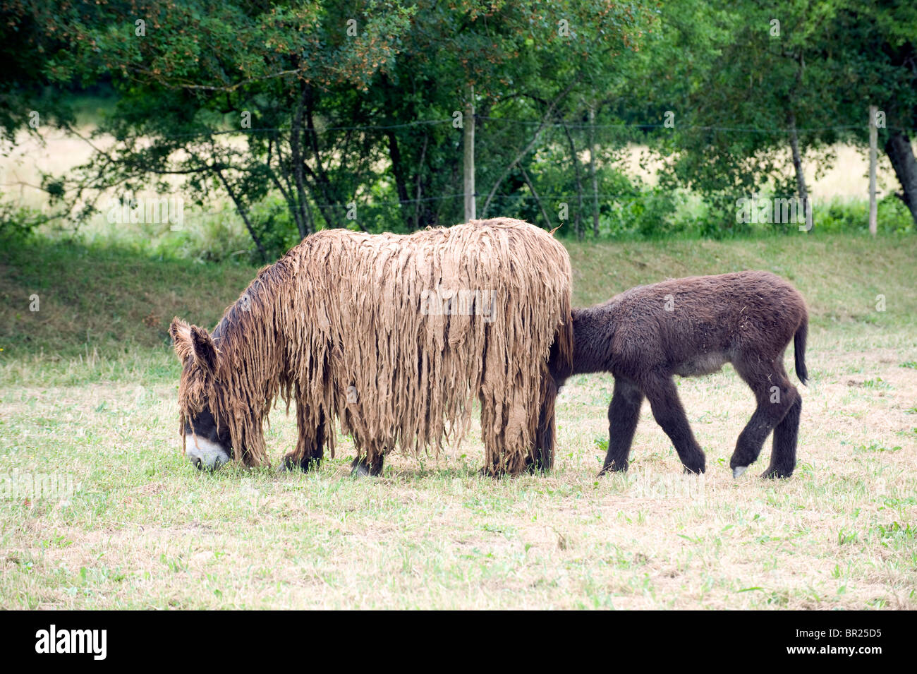Donkey dreadlocks hi-res stock photography and images - Alamy