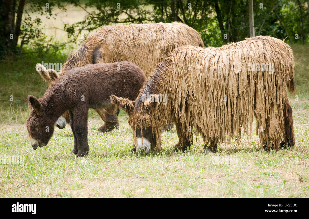 Le Baudet donkeys in donkey sanctuary at the Charente France Stock ...