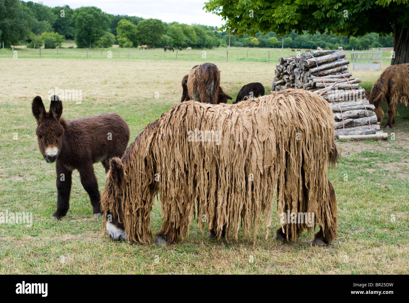 Bob marley donkey hi-res stock photography and images - Alamy