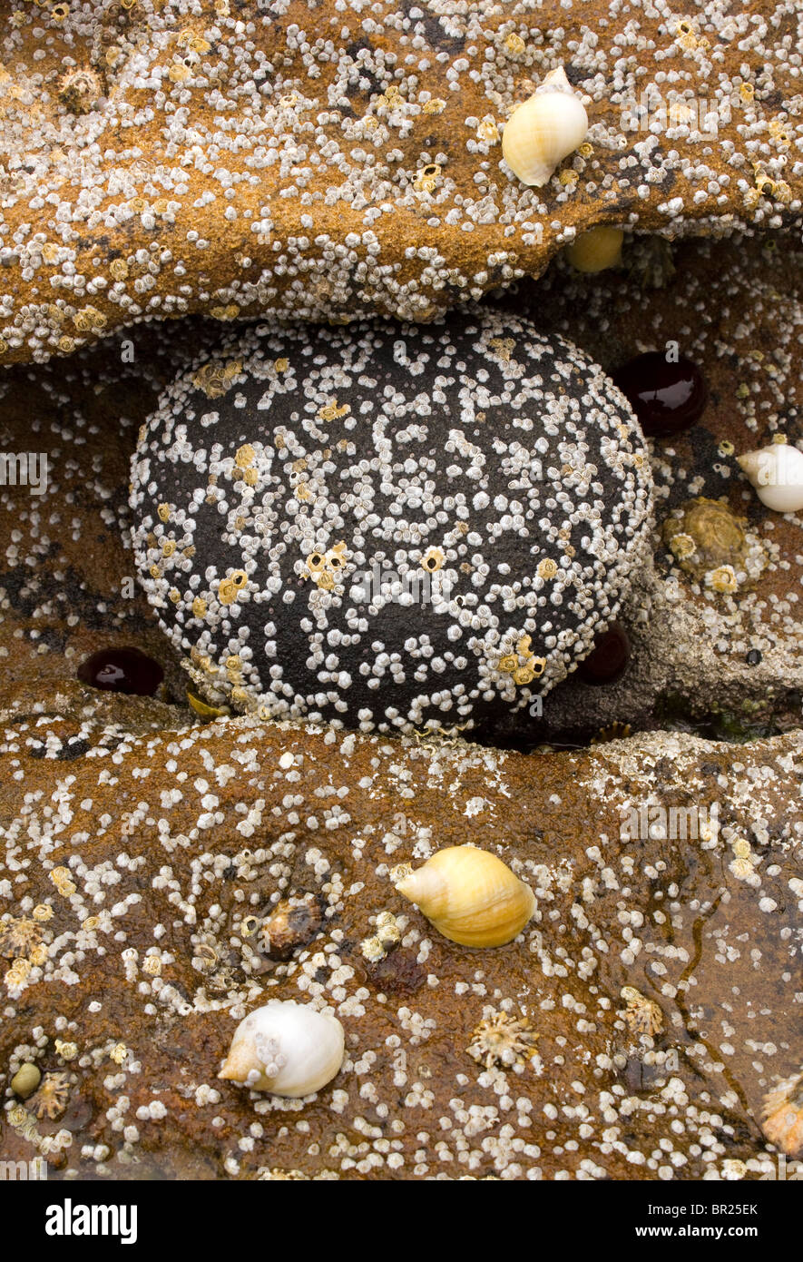 Eye socket hi-res stock photography and images - Alamy