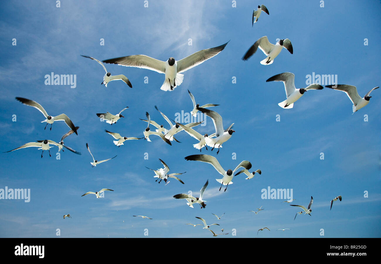 Laughing gull flock hi-res stock photography and images - Alamy