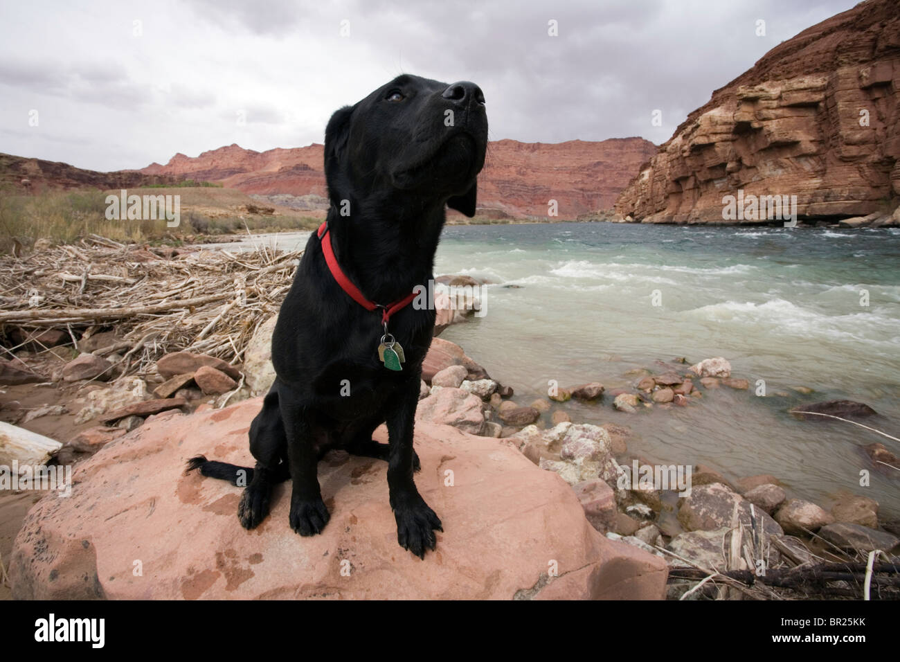 Colorado River at Lees Ferry, Arizona Stock Photo - Alamy