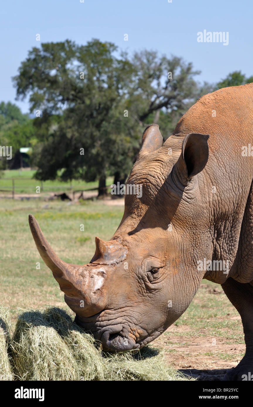 Megafaunal High Resolution Stock Photography and Images - Alamy