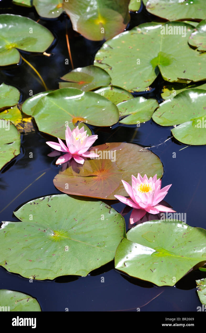 Water lily - Nymphaeaceae Stock Photo - Alamy