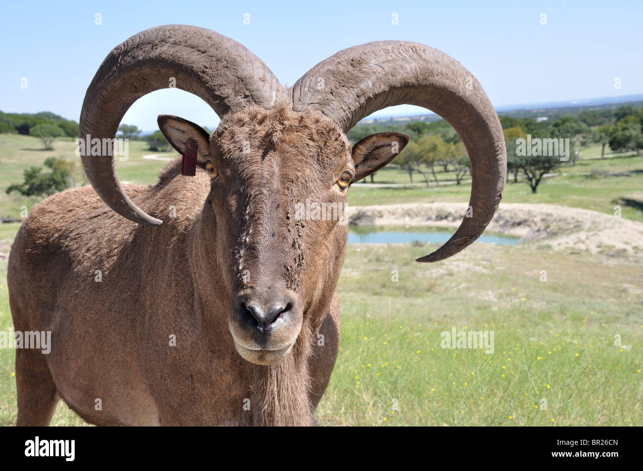 Berberschaf or aoudad hi-res stock photography and images - Alamy