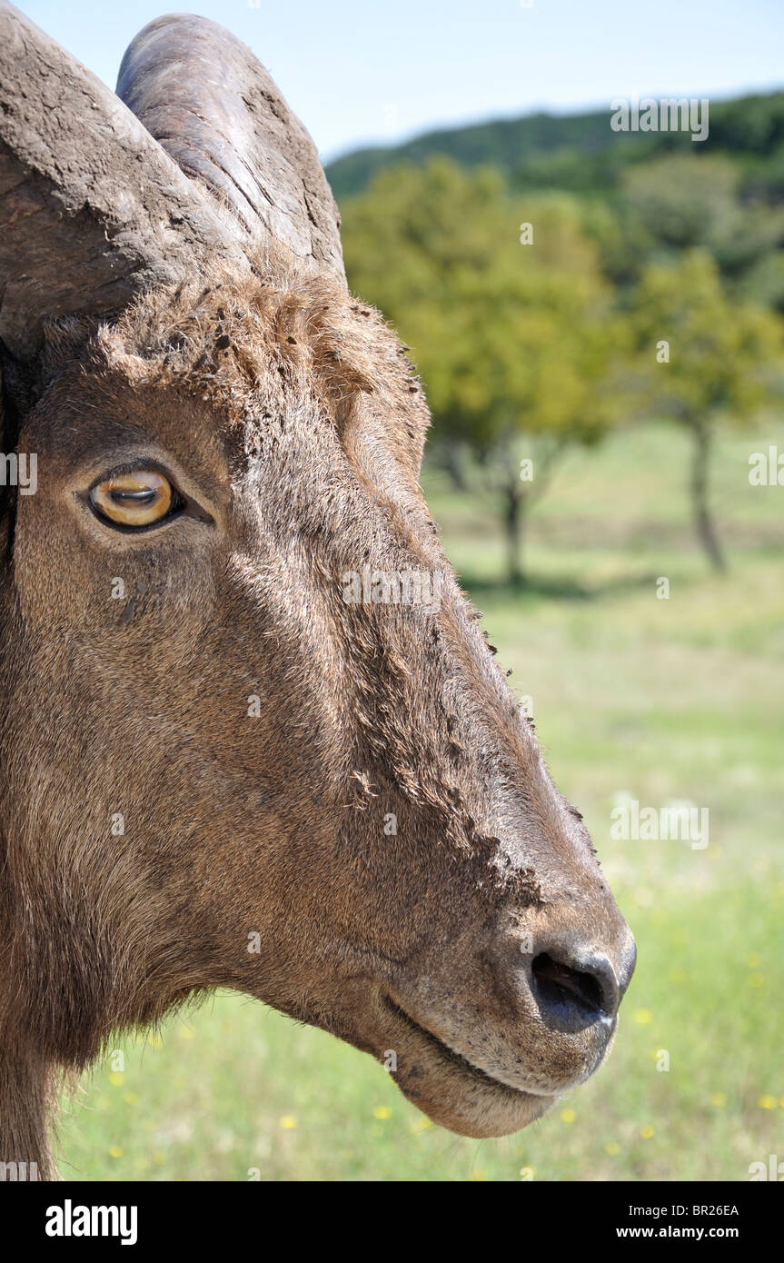Aoudad eye hi-res stock photography and images - Alamy