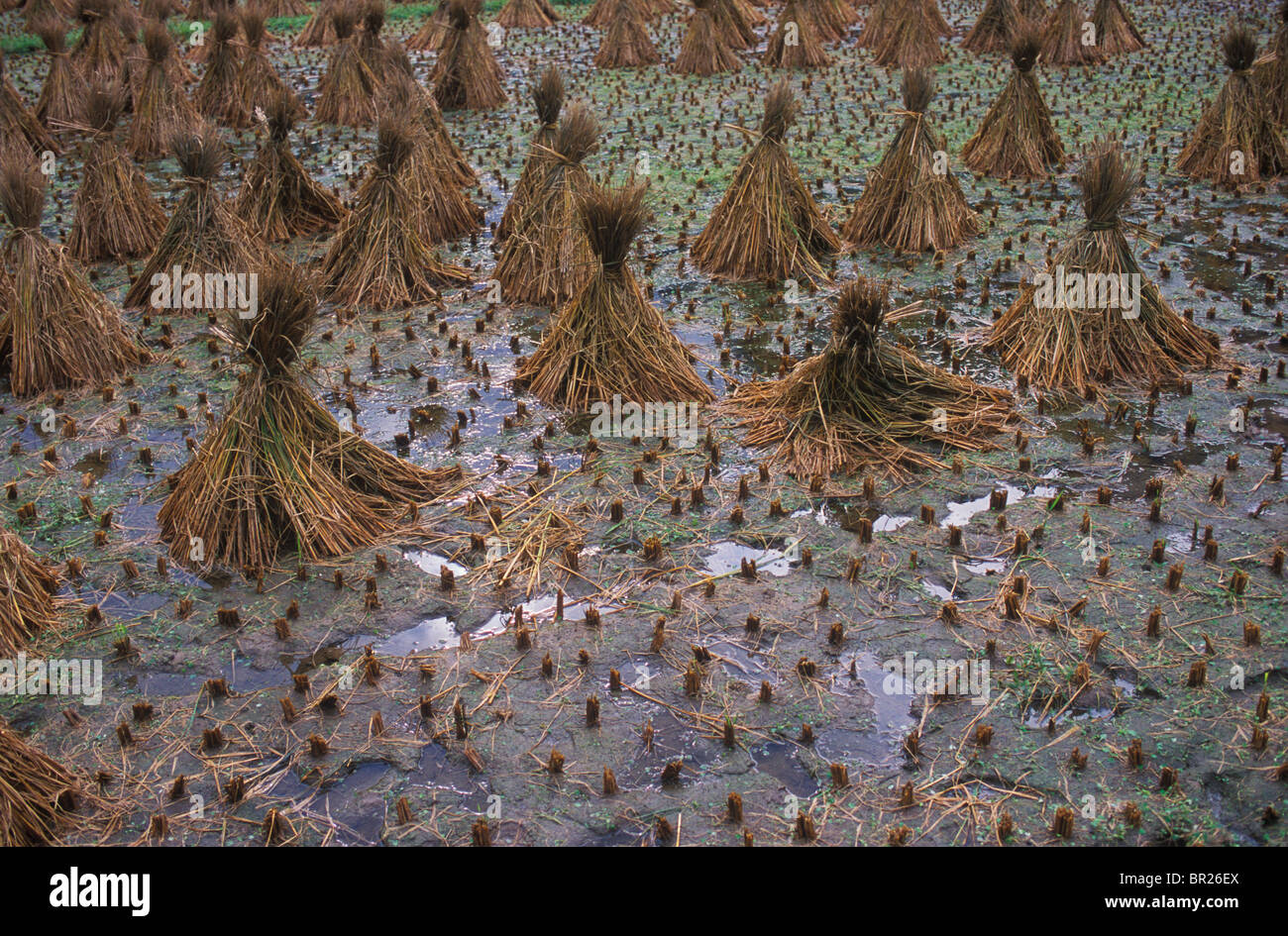 Subsistence farming china hi-res stock photography and images - Alamy