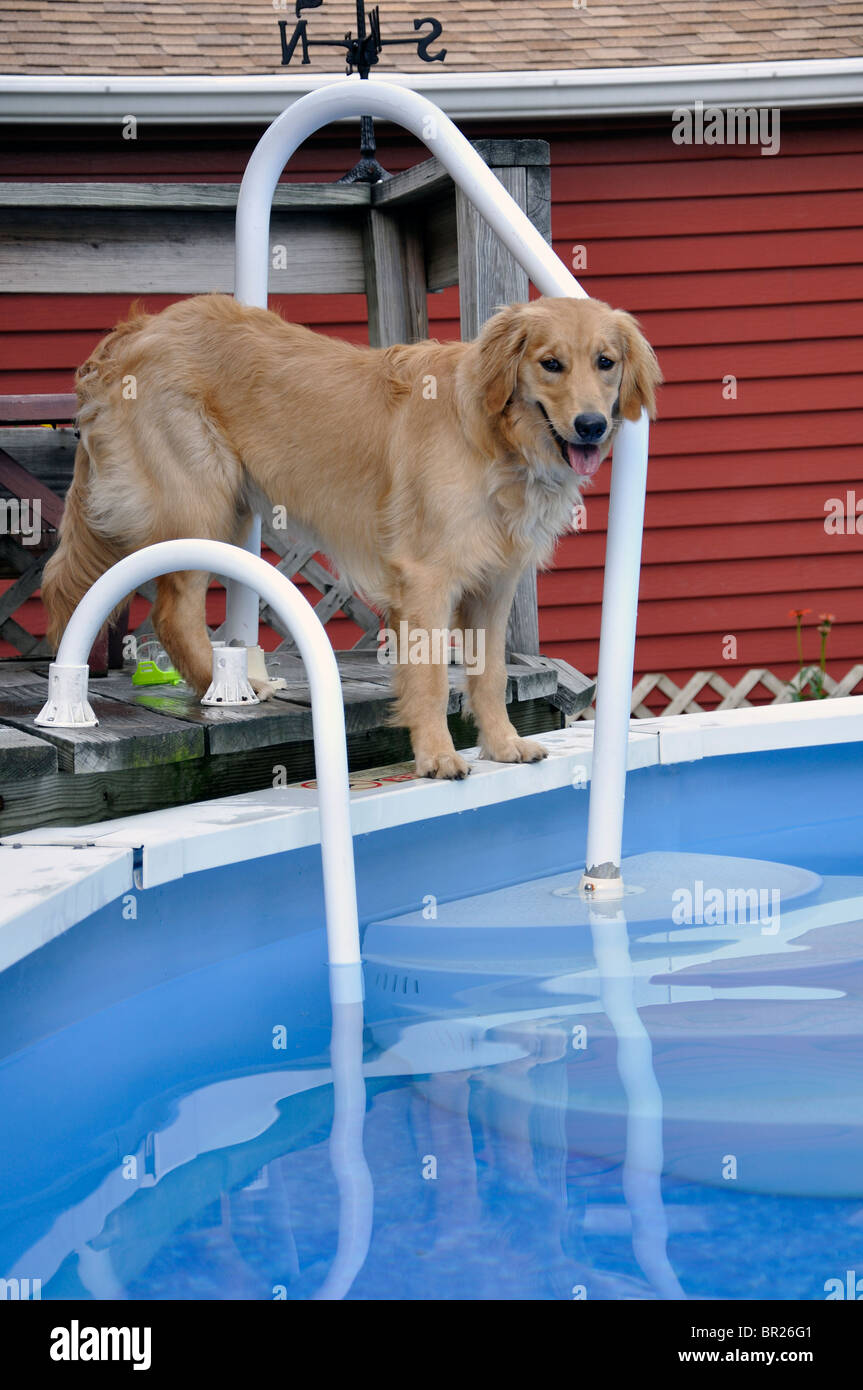 Golden Retriever dog at swimming pool Stock Photo - Alamy